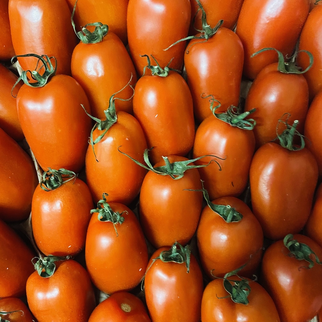 TOMATE TORINO - FaBIOla, Famille Roux, Cavaillon, Provence | champ